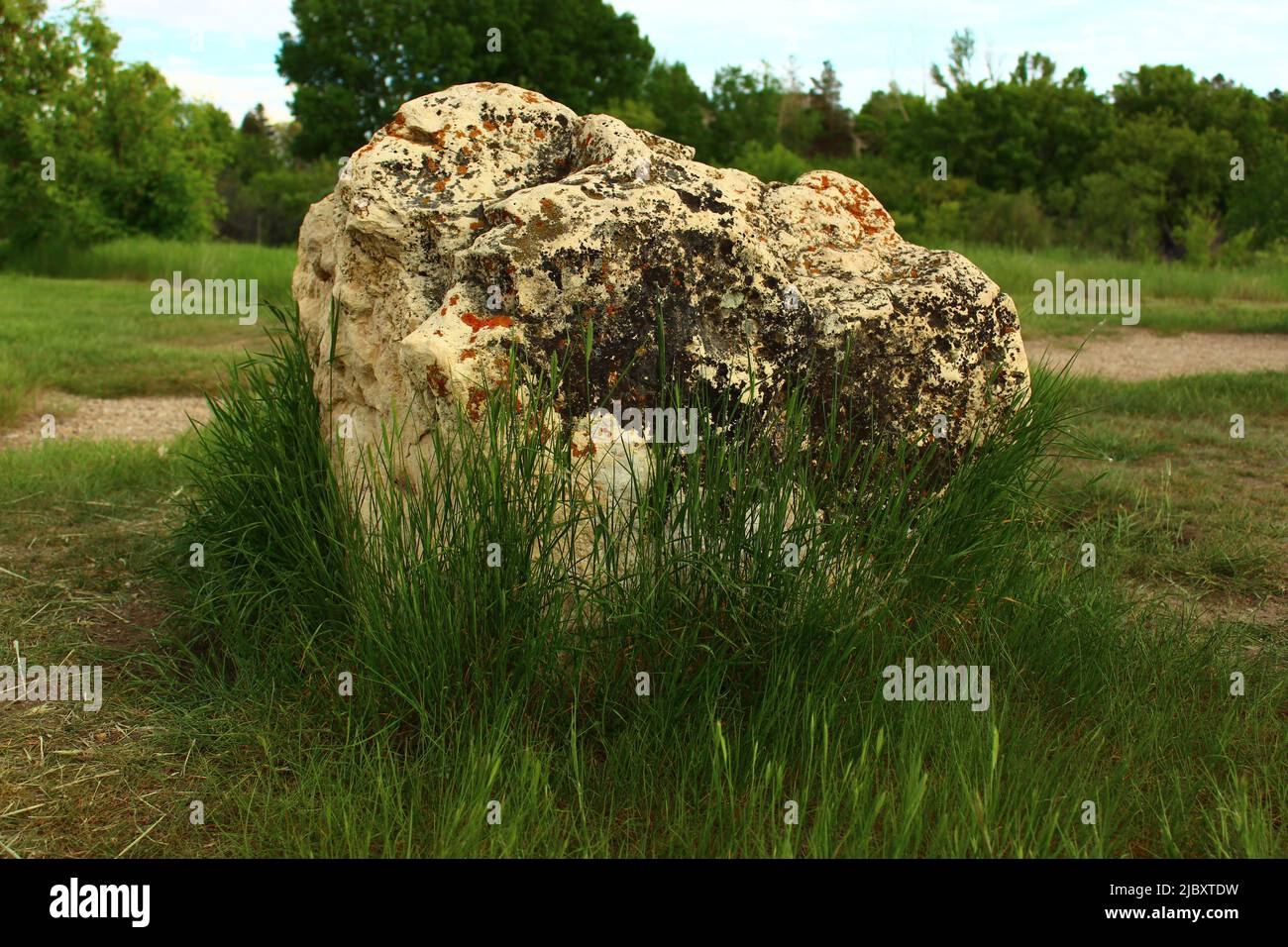 Large off-white rock covered with dark and yellow spots of lichen ...