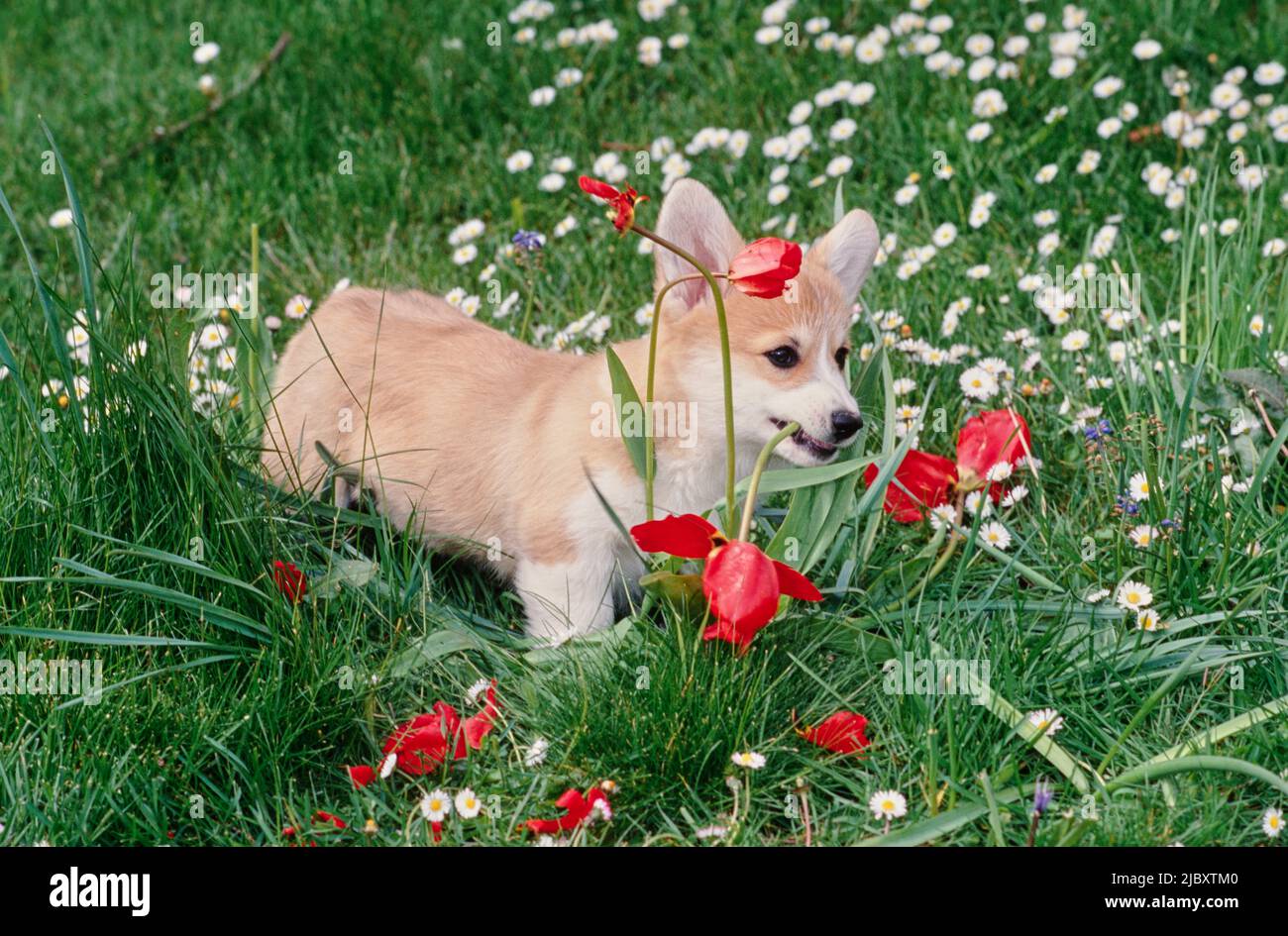 Corgi puppy in grass chewing red flowers Stock Photo - Alamy