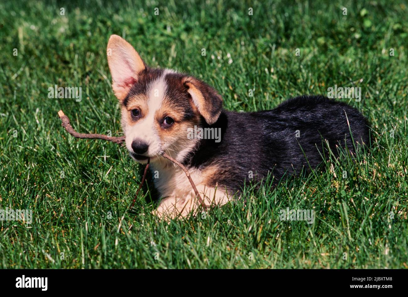 Corgi chewing hi-res stock photography and images - Alamy