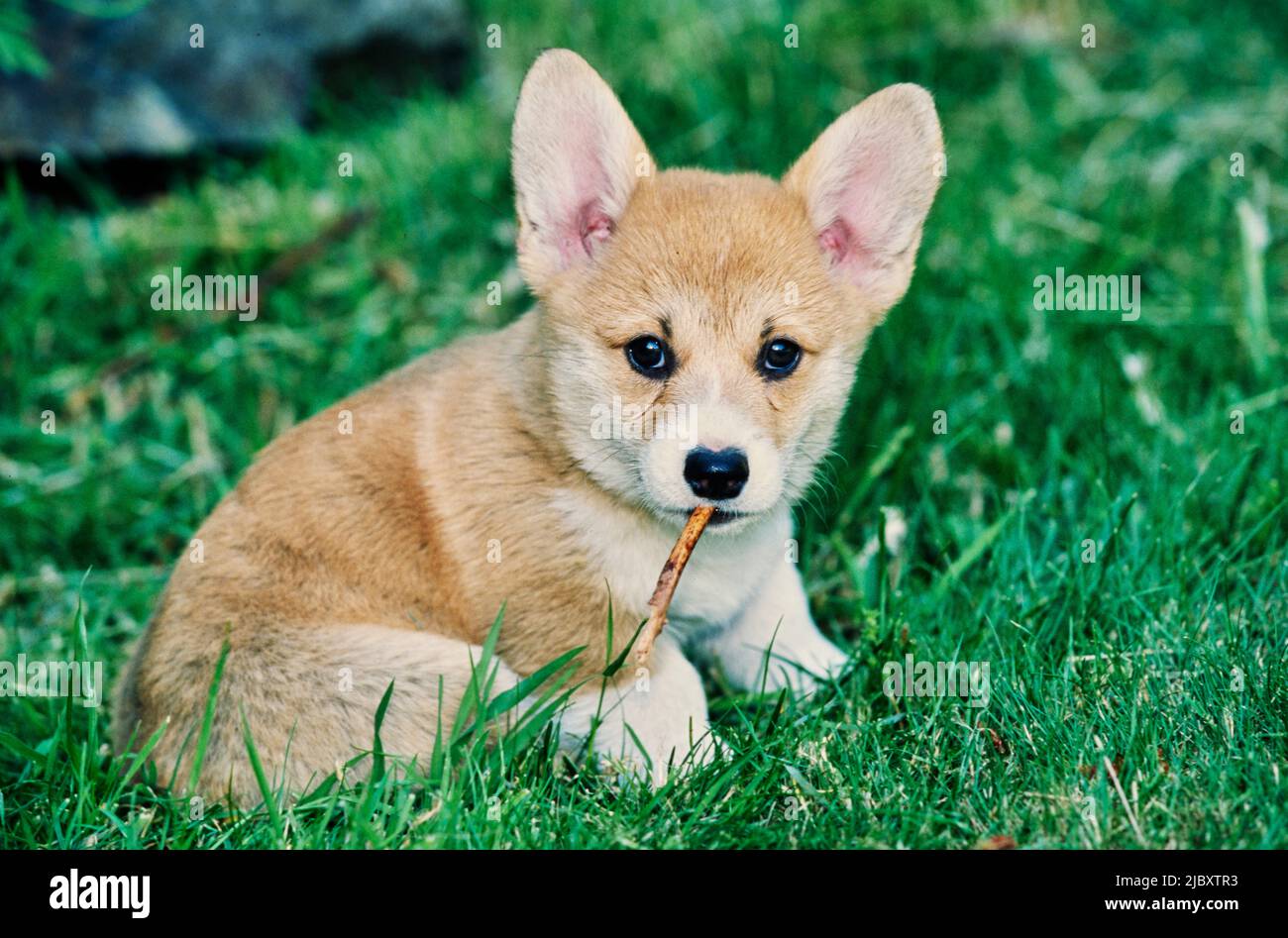 Corgi puppy laying in grass chewing stick Stock Photo - Alamy