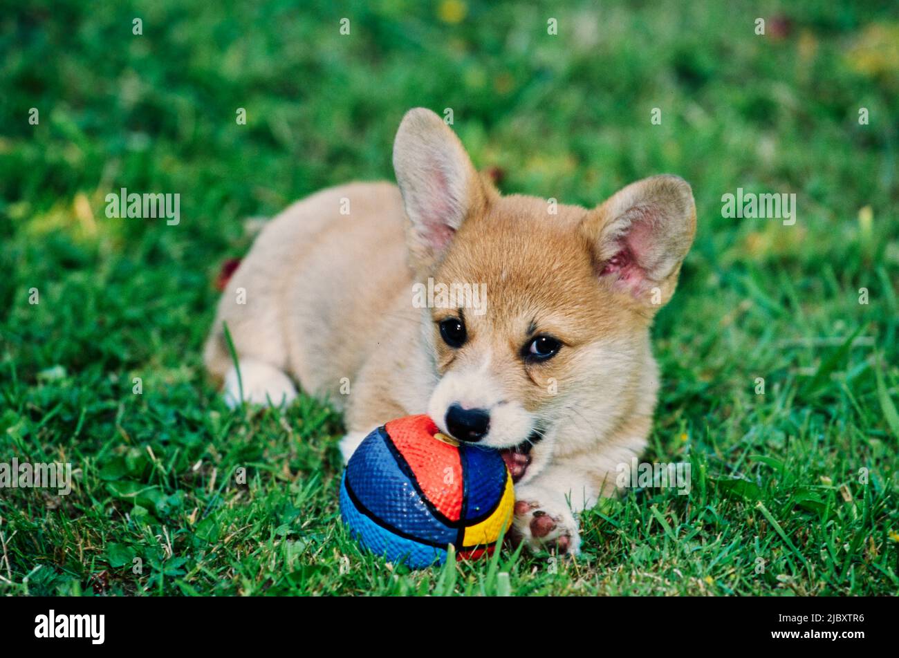 Corgi puppy laying in grass chewing ball Stock Photo - Alamy
