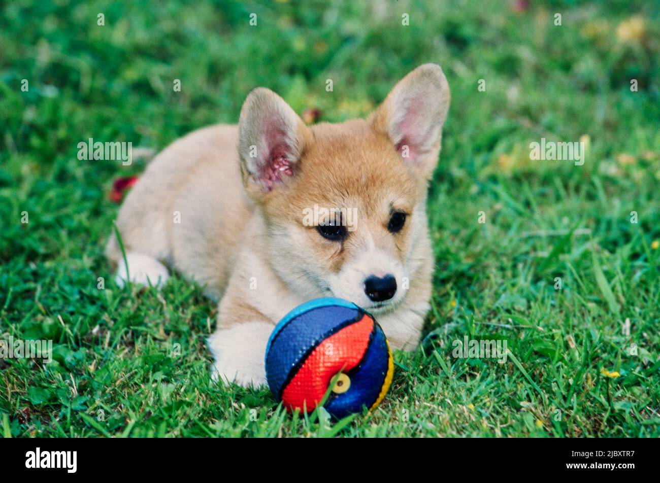 Corgi puppy laying in grass chewing ball Stock Photo - Alamy