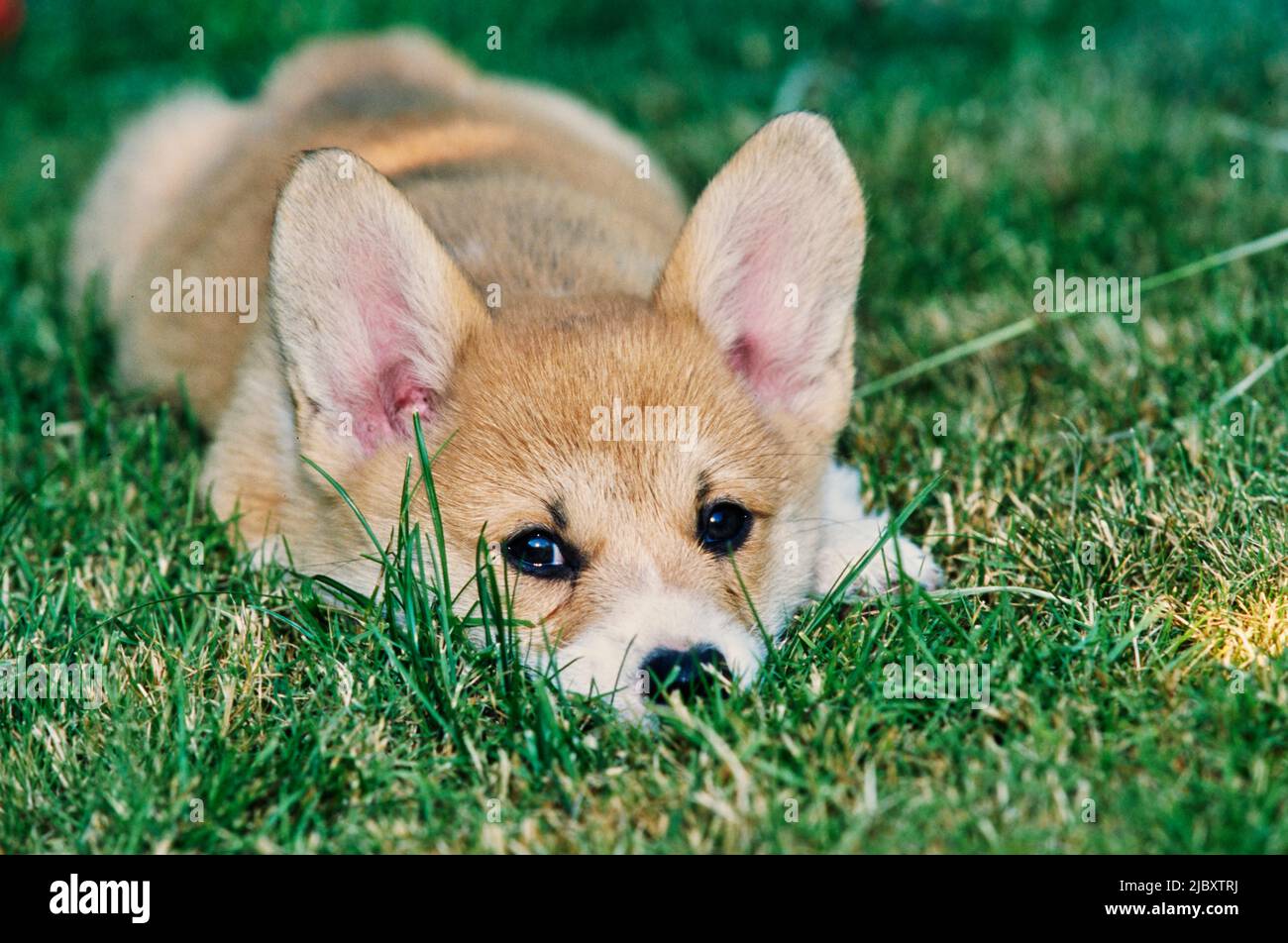 Corgi puppy laying in grass Stock Photo - Alamy