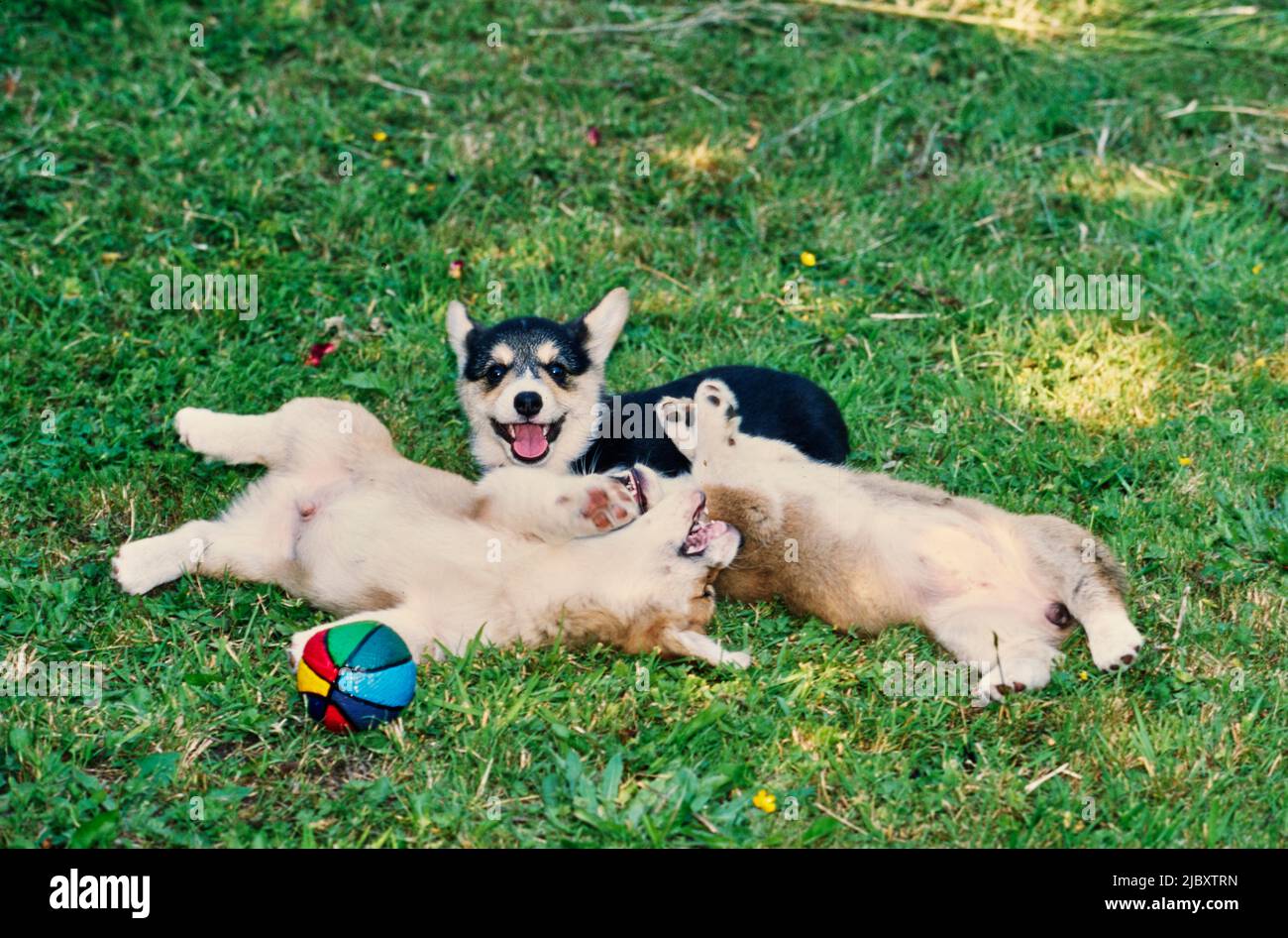 Corgi puppies laying in grass with ball Stock Photo - Alamy