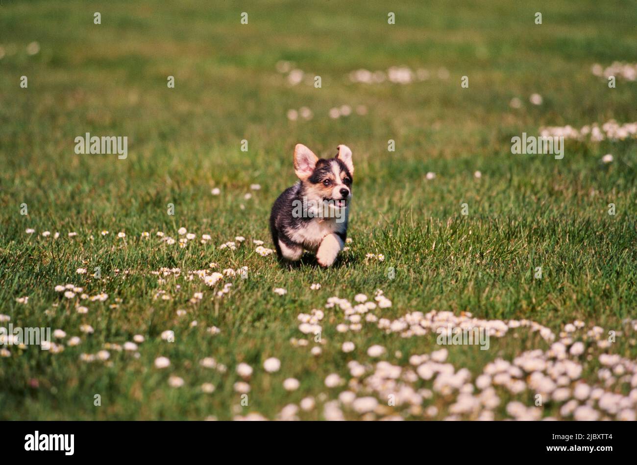 Baby Corgis Running