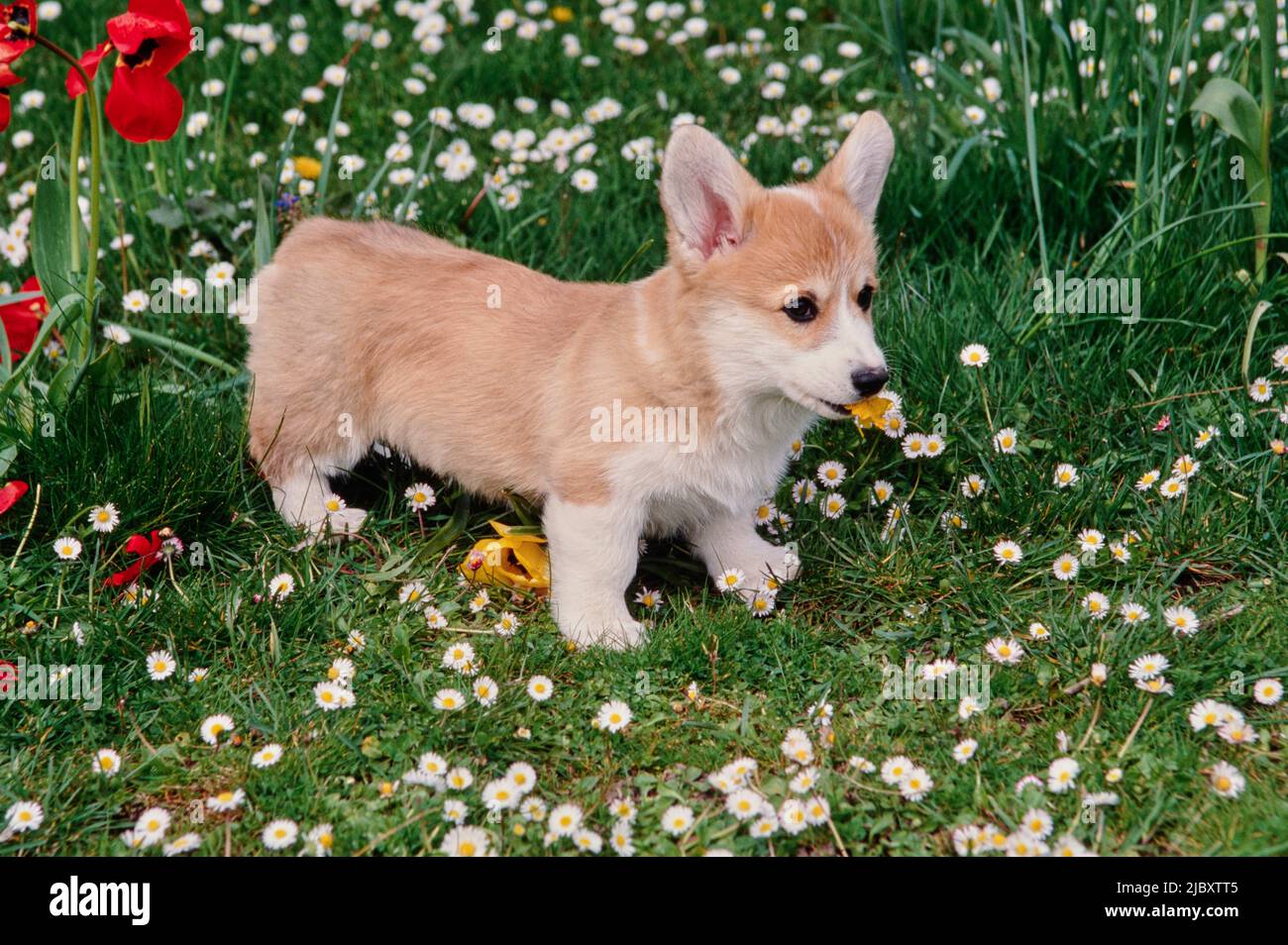 Corgi puppy in grass with white flowers Stock Photo - Alamy
