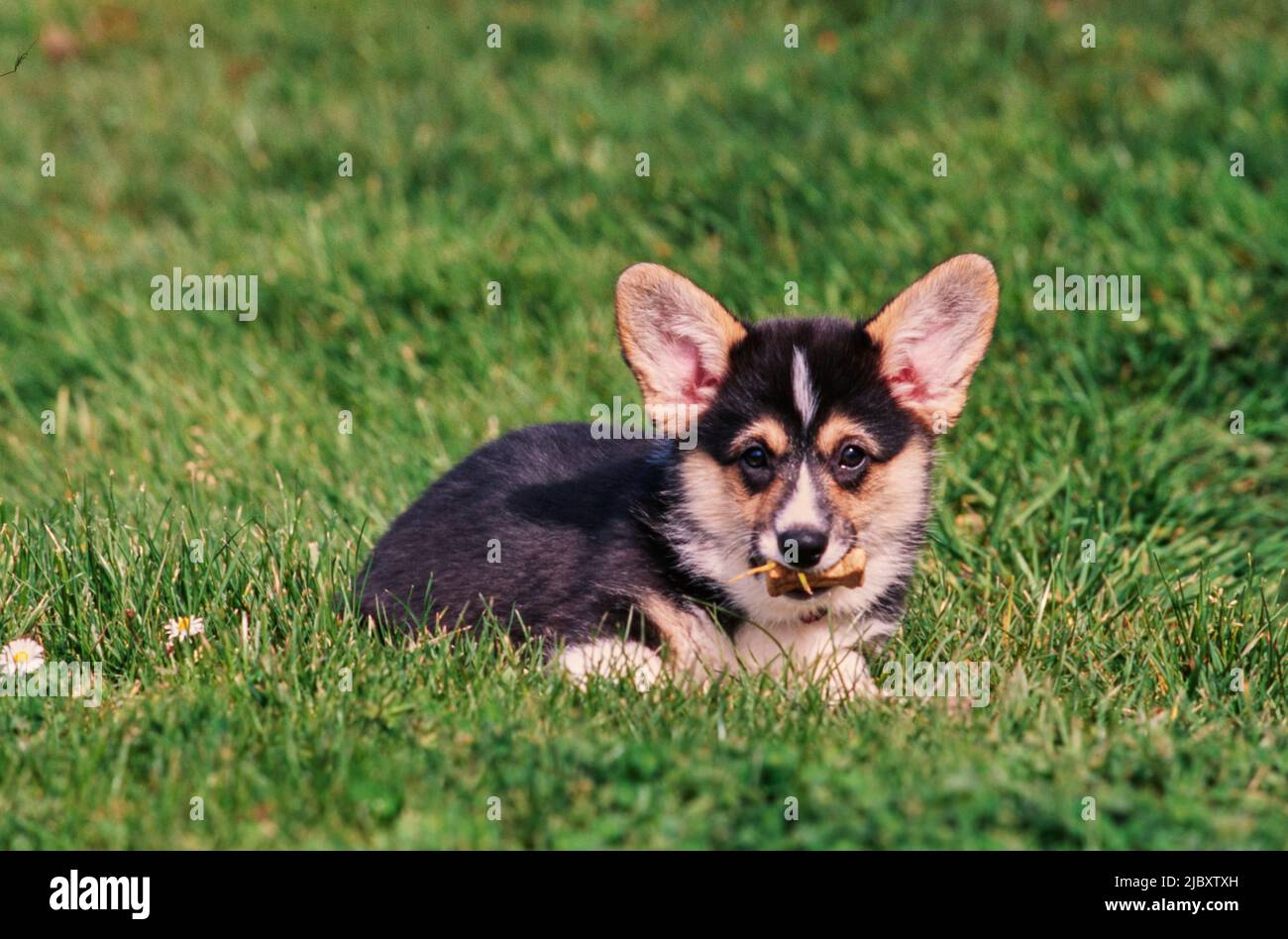 Corgi puppy in grass chewing on wood Stock Photo - Alamy
