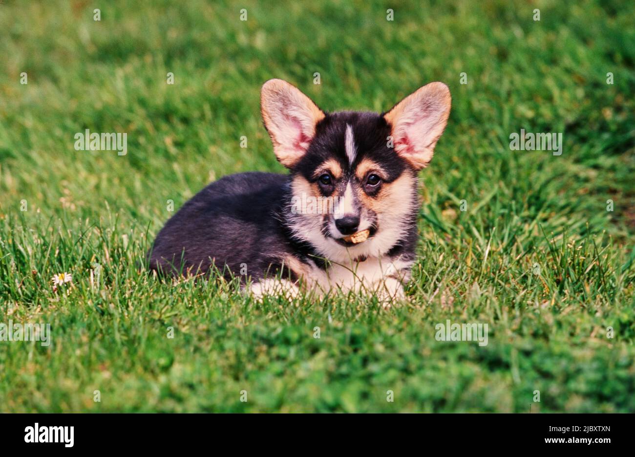 Corgi puppy in grass chewing on wood Stock Photo - Alamy