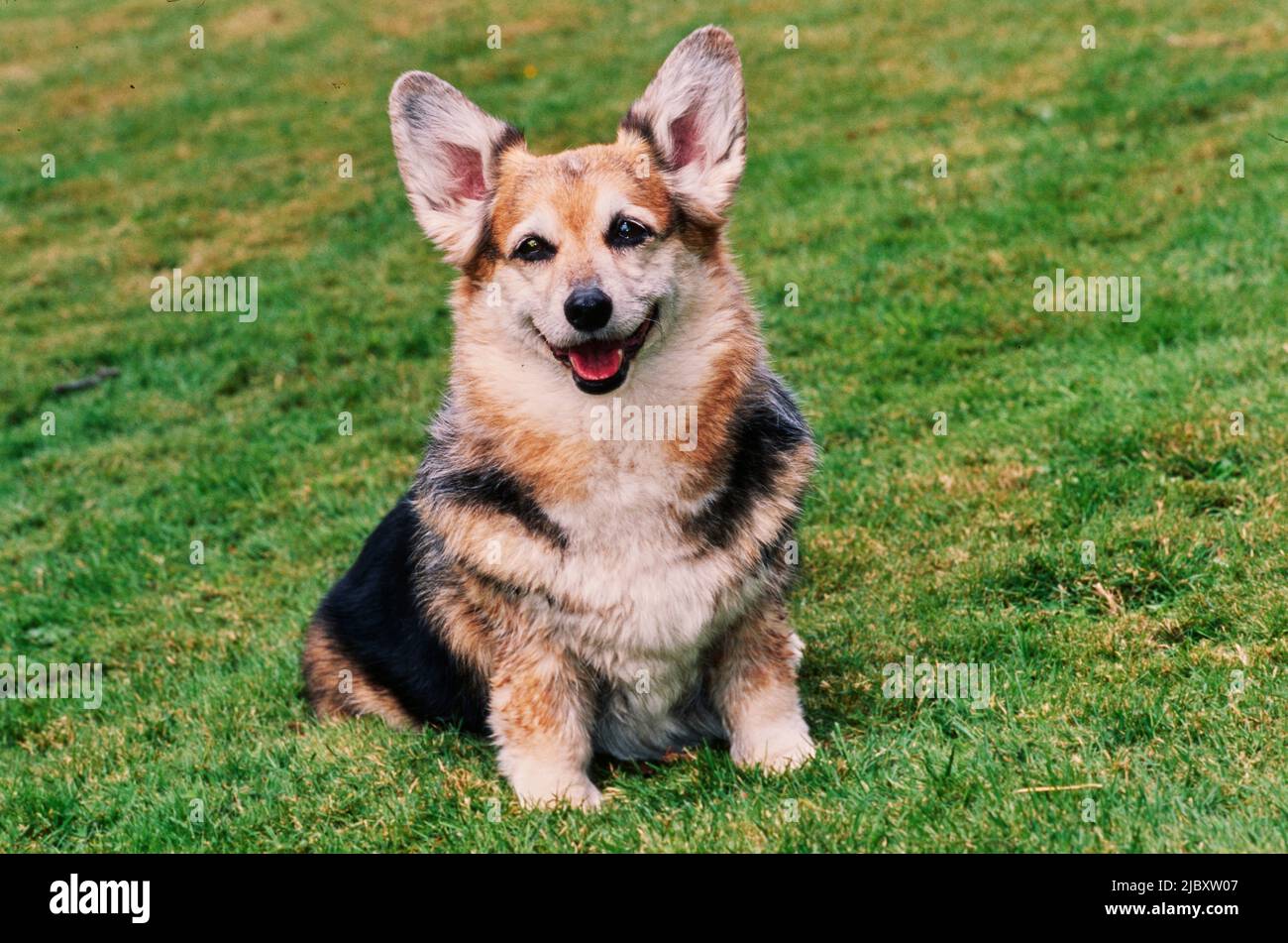 Corgi sitting in grass Stock Photo - Alamy