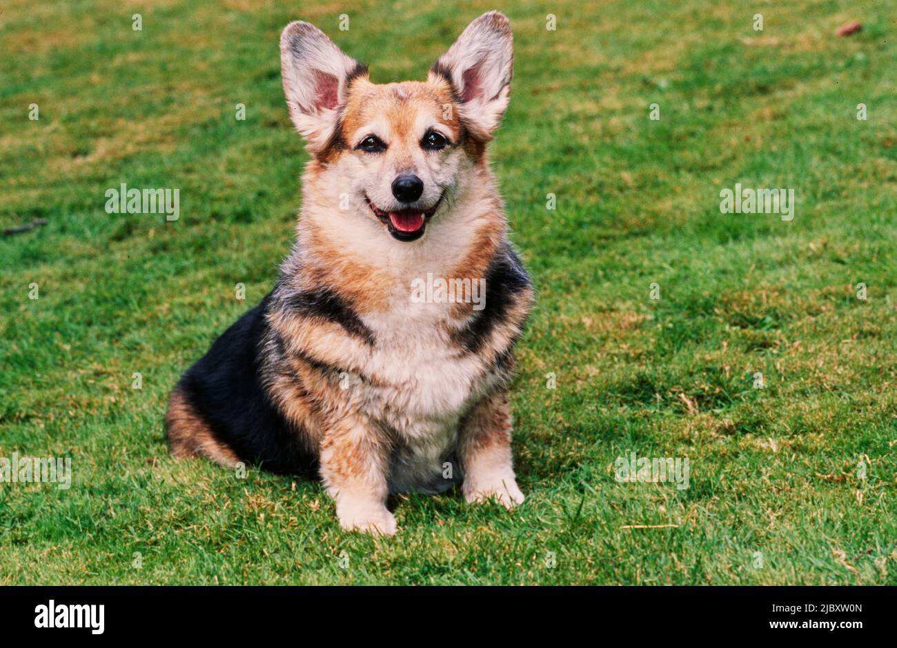 Corgi sitting in grass Stock Photo - Alamy