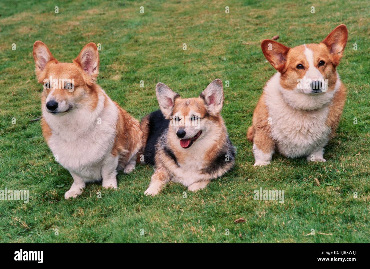 Corgis sitting in grass Stock Photo - Alamy