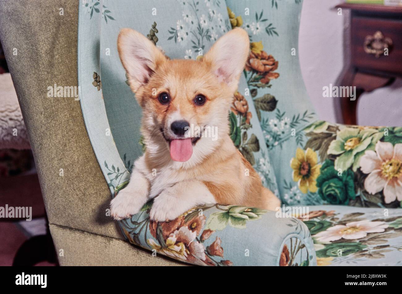 Corgi sitting in decorative light blue chair Stock Photo - Alamy