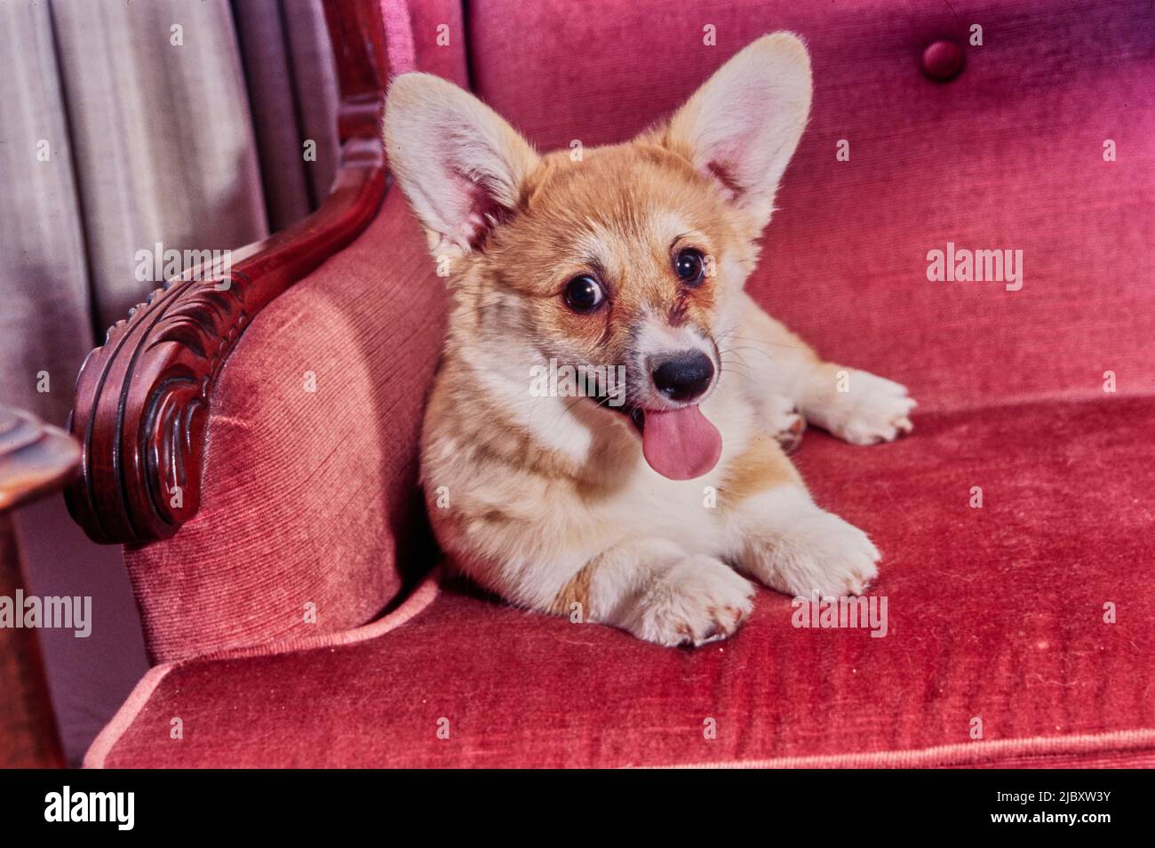 Corgi sitting on red chair Stock Photo - Alamy