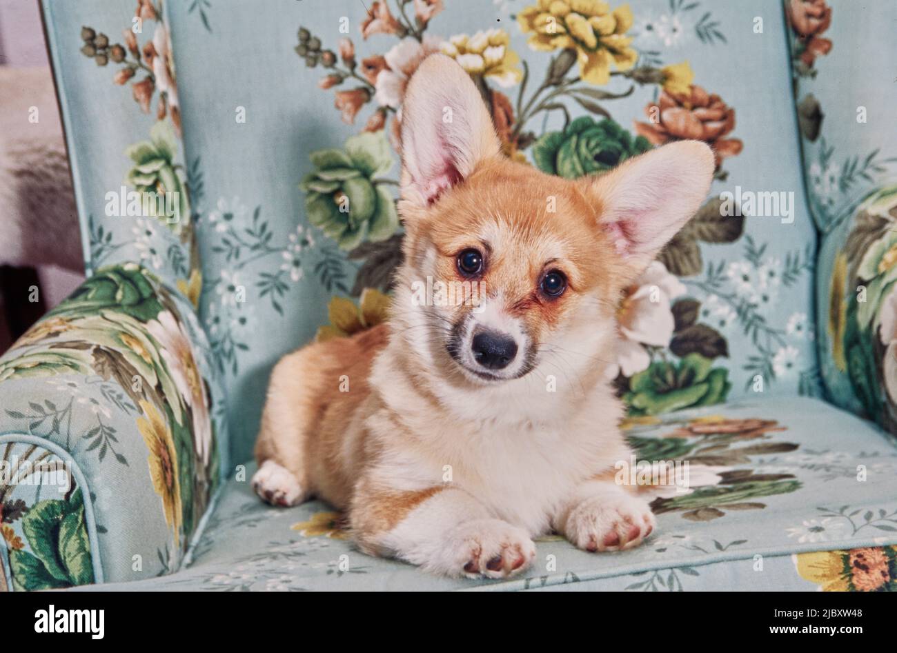 Corgi sitting in decorative light blue chair Stock Photo - Alamy