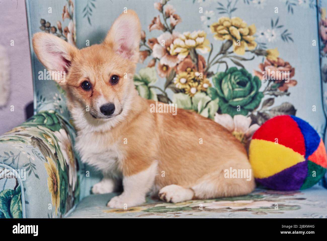 Corgi sitting in decorative light blue chair with ball Stock Photo - Alamy