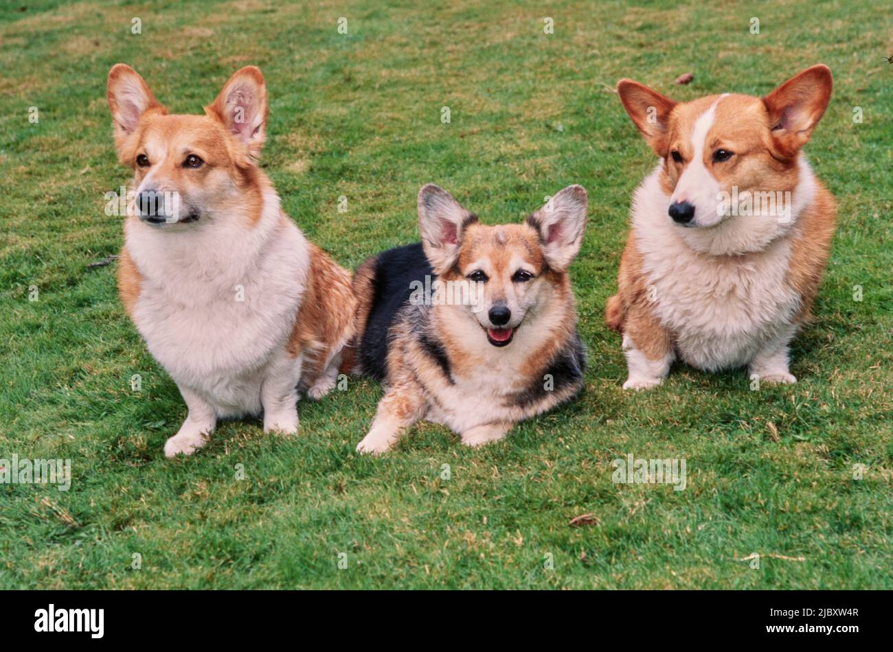 Corgis sitting in grass Stock Photo - Alamy