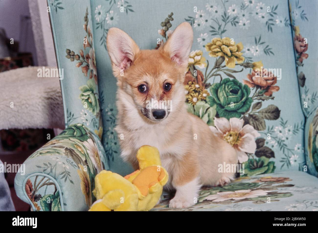 Decorative dog breed hi-res stock photography and images - Alamy