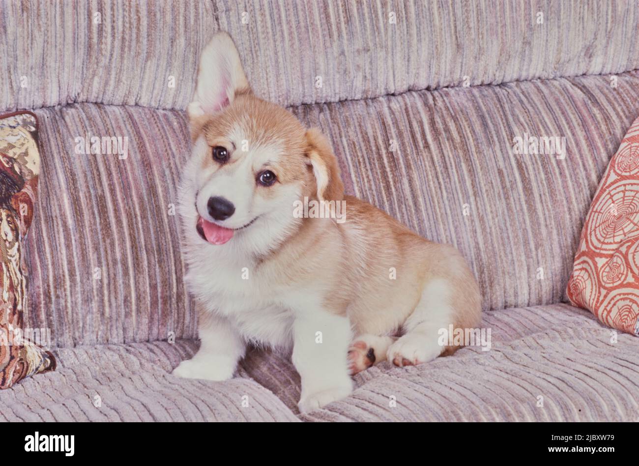 Corgi sitting on beige couch Stock Photo - Alamy
