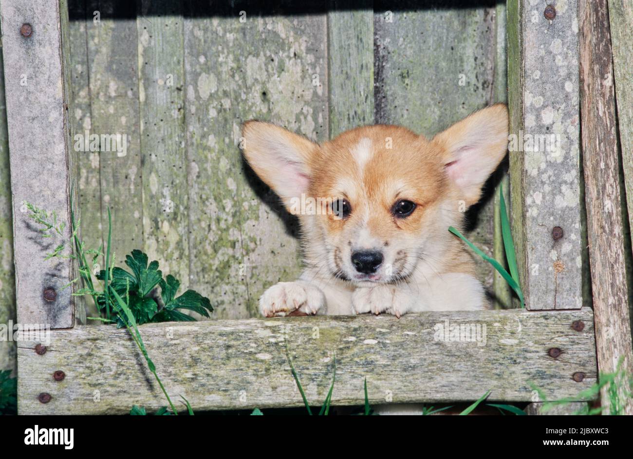 Corgi puppy outside on wooden square opening Stock Photo - Alamy