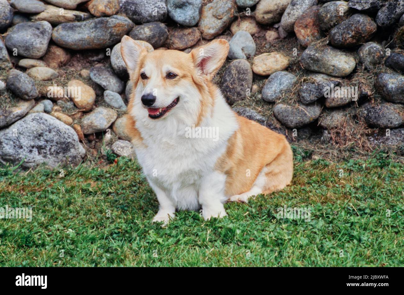 Corgi sitting in grass in front of rocks Stock Photo - Alamy