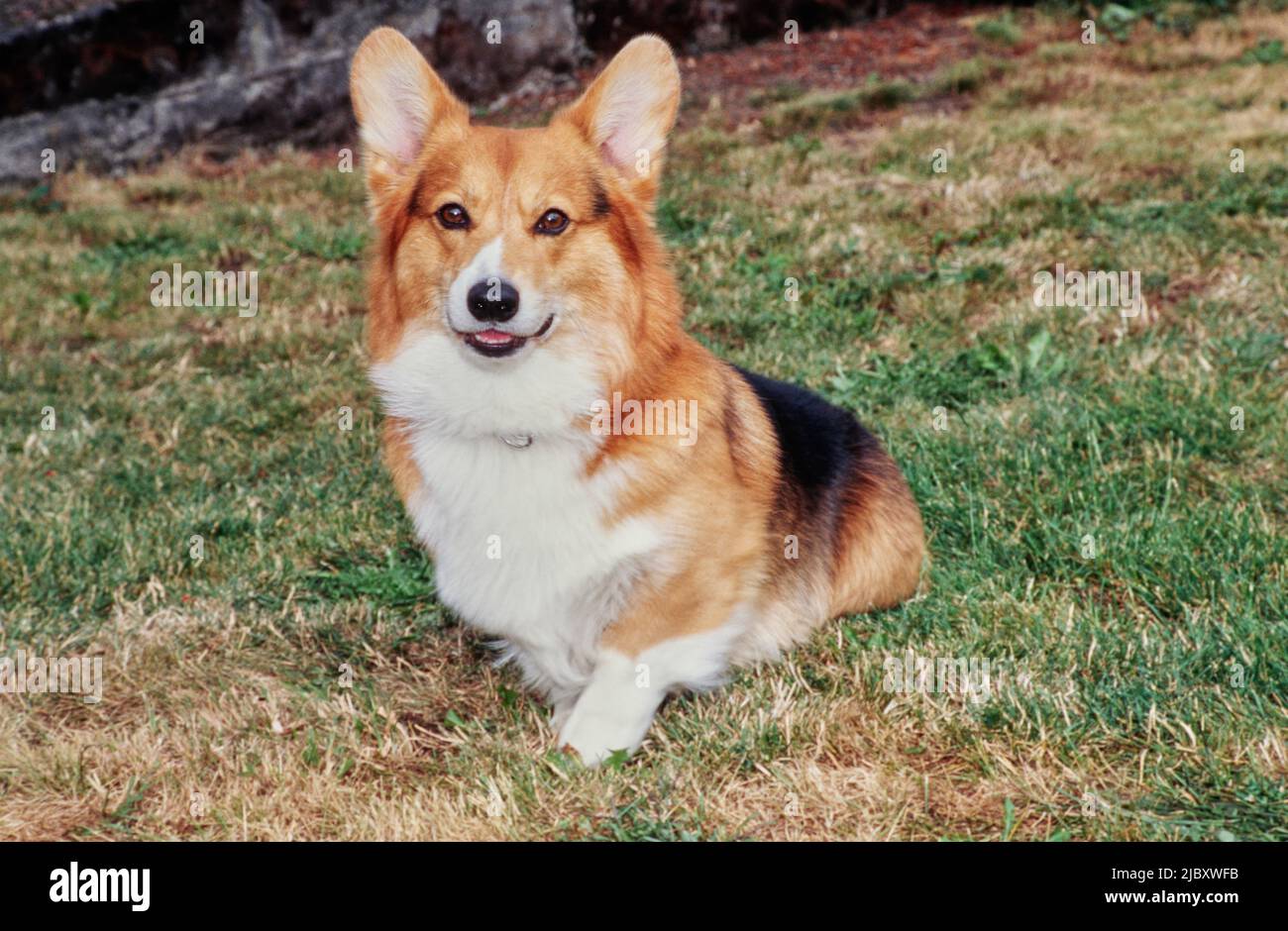 Corgi sitting in grass Stock Photo - Alamy