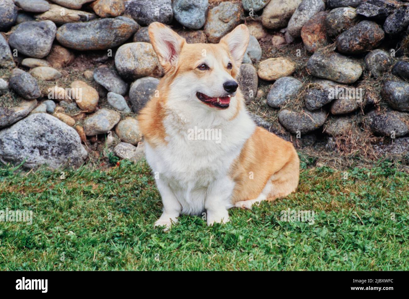 Corgi on grass in front of rocks Stock Photo - Alamy