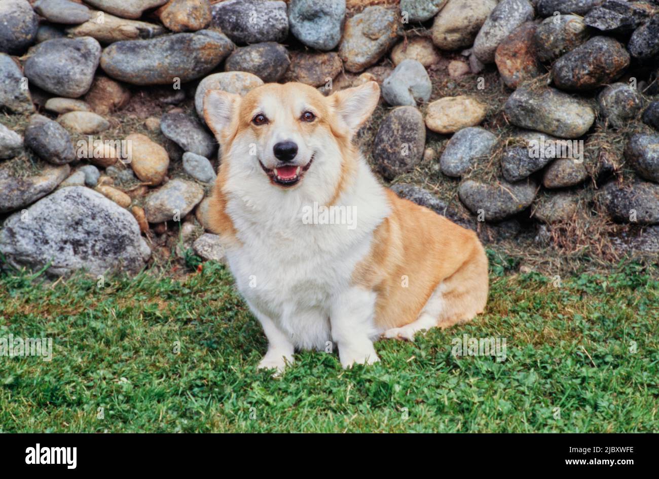 Corgi sitting in grass in front of rocks Stock Photo - Alamy