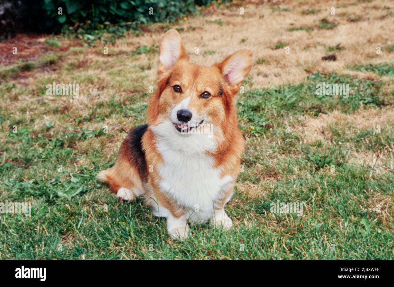 Corgi sitting in grass Stock Photo - Alamy