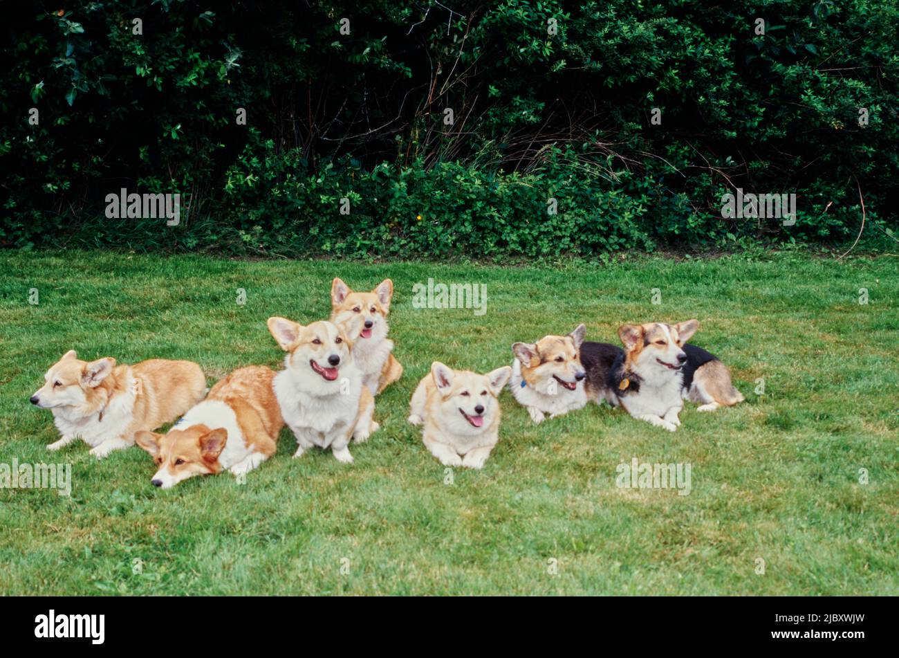 Seven corgis on grass Stock Photo - Alamy