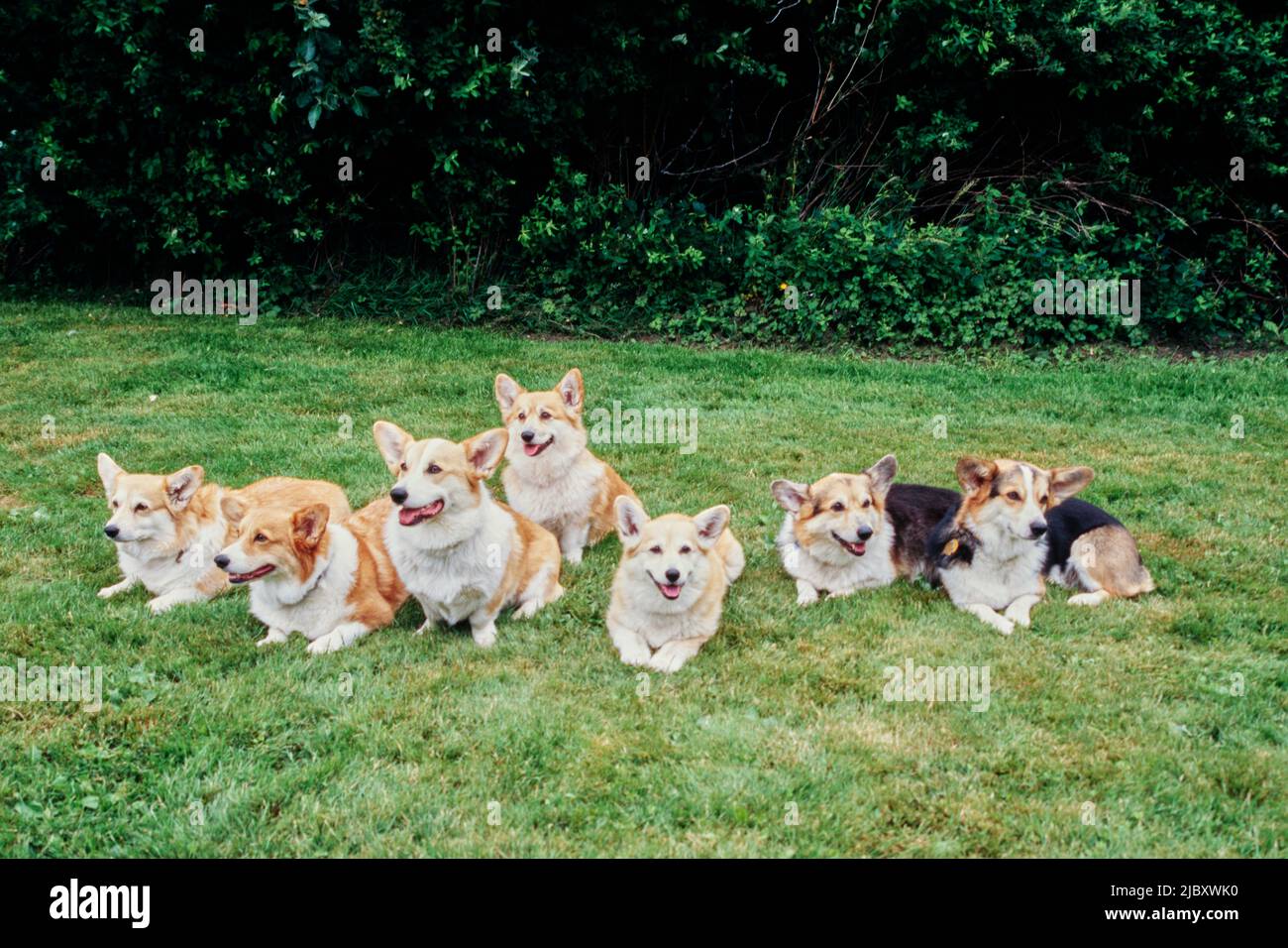 Corgis dog hi-res stock photography and images - Alamy
