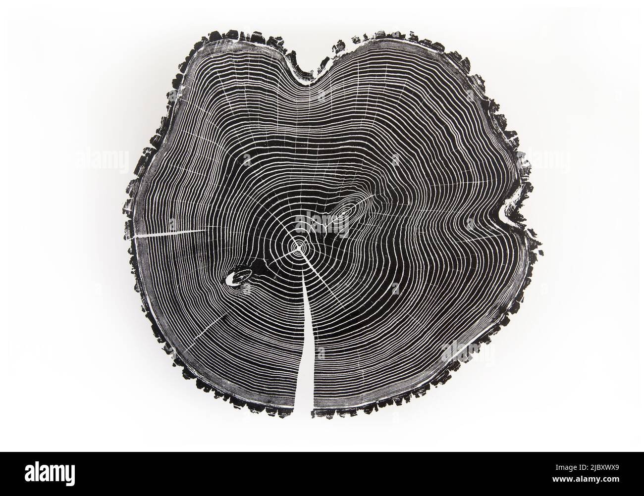 Tree cross section white background Cut Out Stock Images & Pictures - Alamy