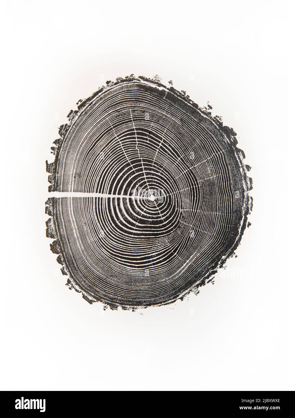 Age cross section ring Cut Out Stock Images & Pictures - Alamy