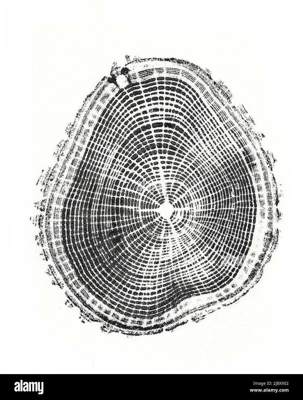 Ash tree cross section white background Cut Out Stock Images & Pictures ...