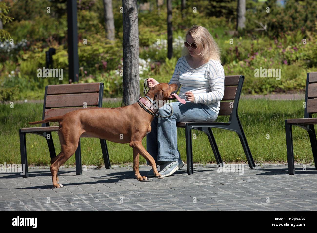 Beautiful woman with dog rhodesian ridgeback hound outdoors on a field ...