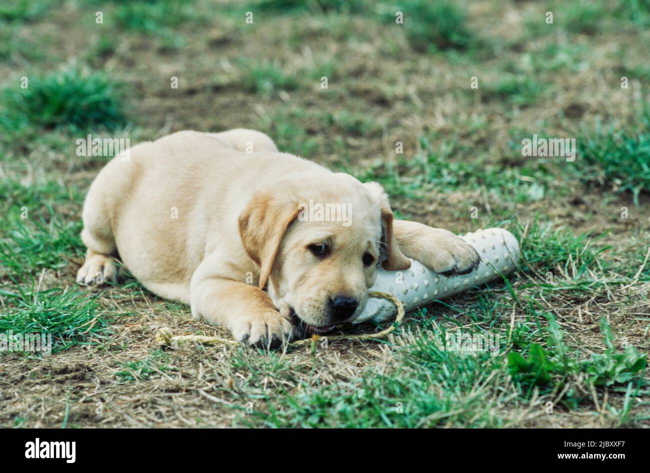 Yellow lab puppy in grass chewing toy Stock Photo - Alamy
