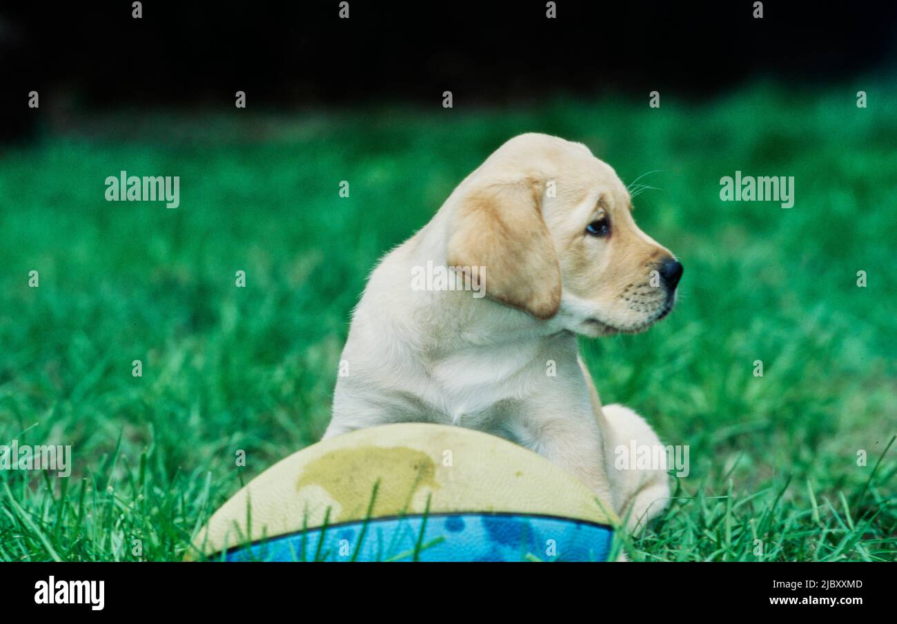 Yellow lab puppy in grass with football Stock Photo - Alamy