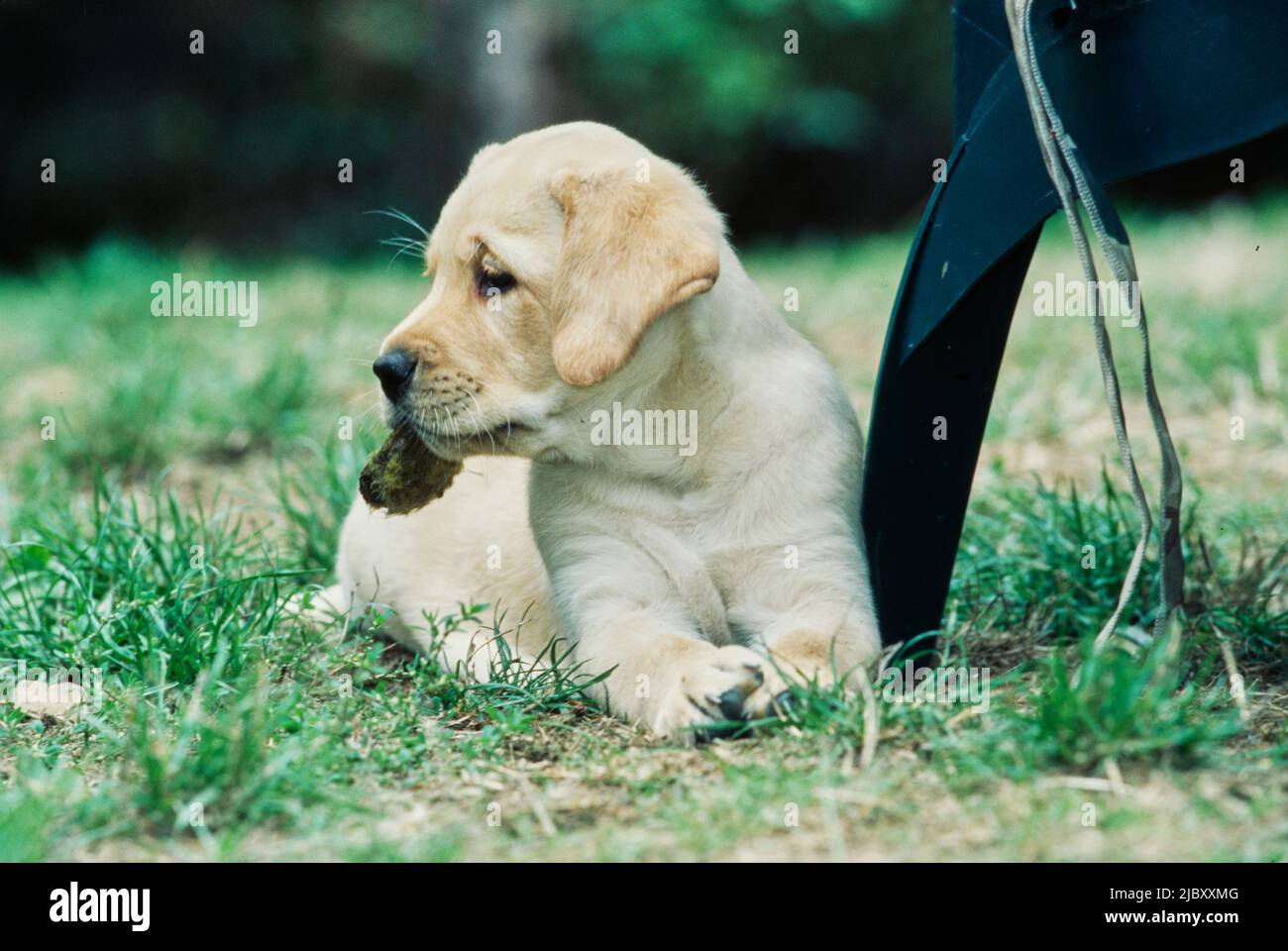 Yellow lab puppy laying in grass chewing on toy Stock Photo - Alamy