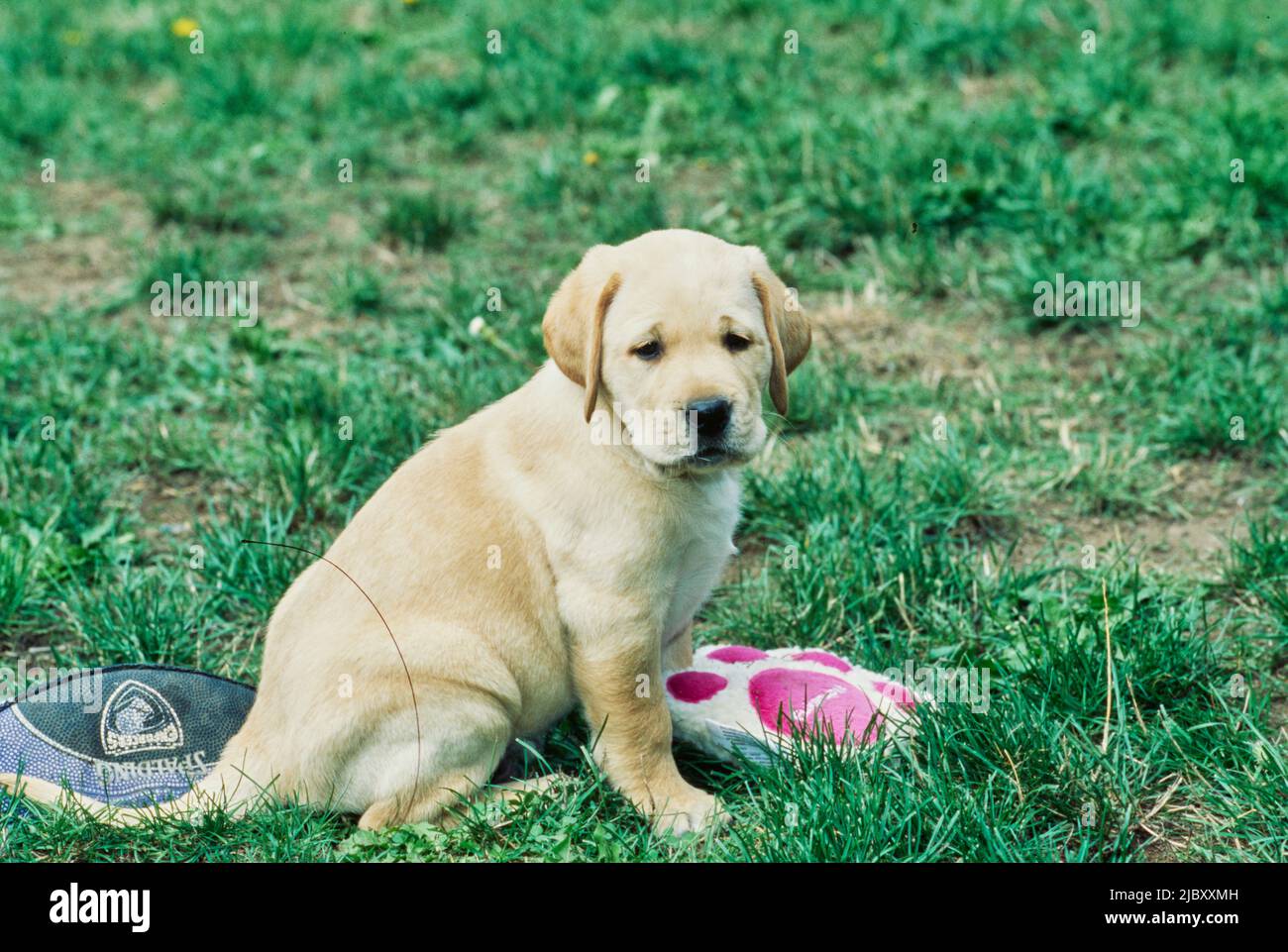 Yellow lab puppy in grass with football and toy Stock Photo - Alamy