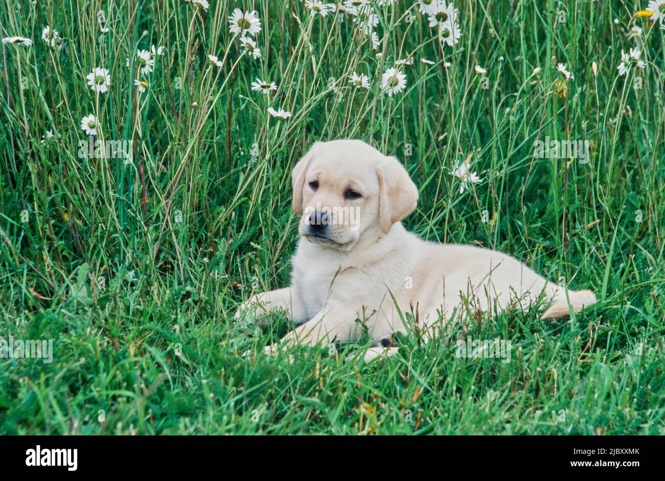 Yellow lab puppy in meadow of flowers Stock Photo - Alamy
