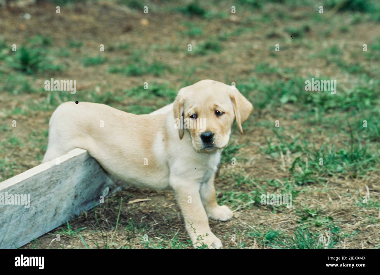 Resting across hi-res stock photography and images - Alamy