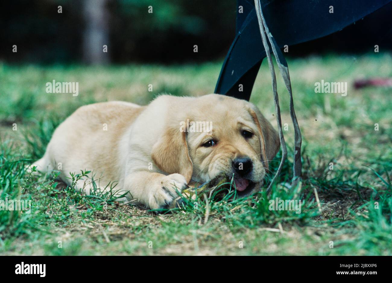 Yellow lab puppy laying in grass chewing on toy Stock Photo - Alamy