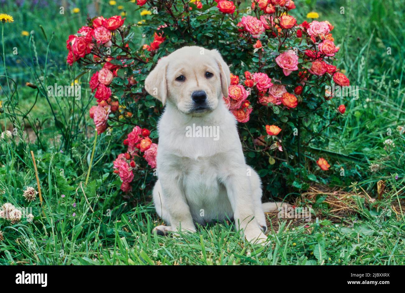 Yellow lab puppy sitting in front of roses Stock Photo - Alamy