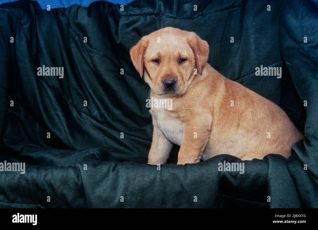 Labrador on blanket hi-res stock photography and images - Alamy