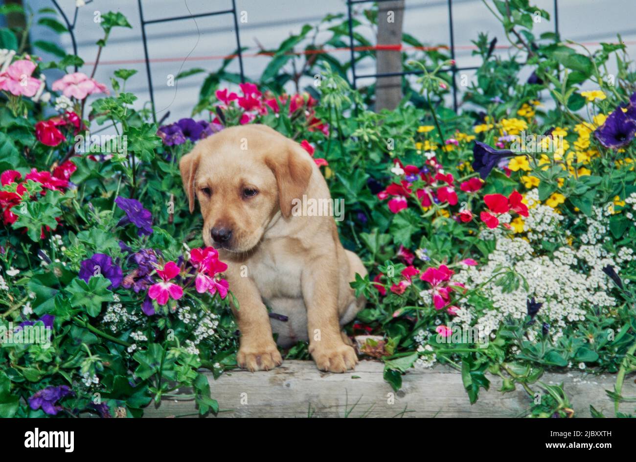 Yellow lab puppy in front of flowers Stock Photo - Alamy