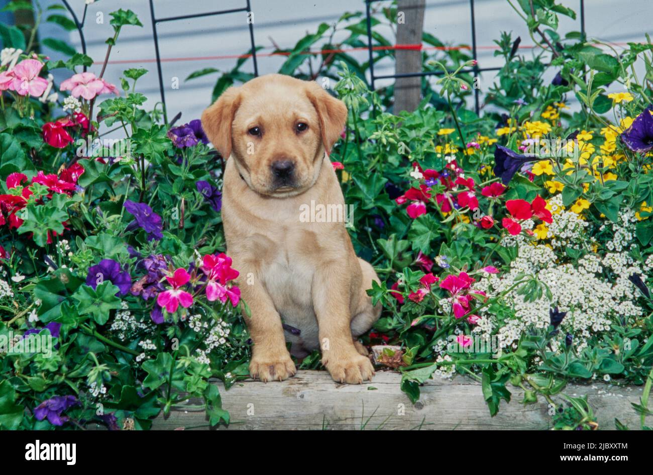 Yellow lab puppy in front of flowers Stock Photo - Alamy