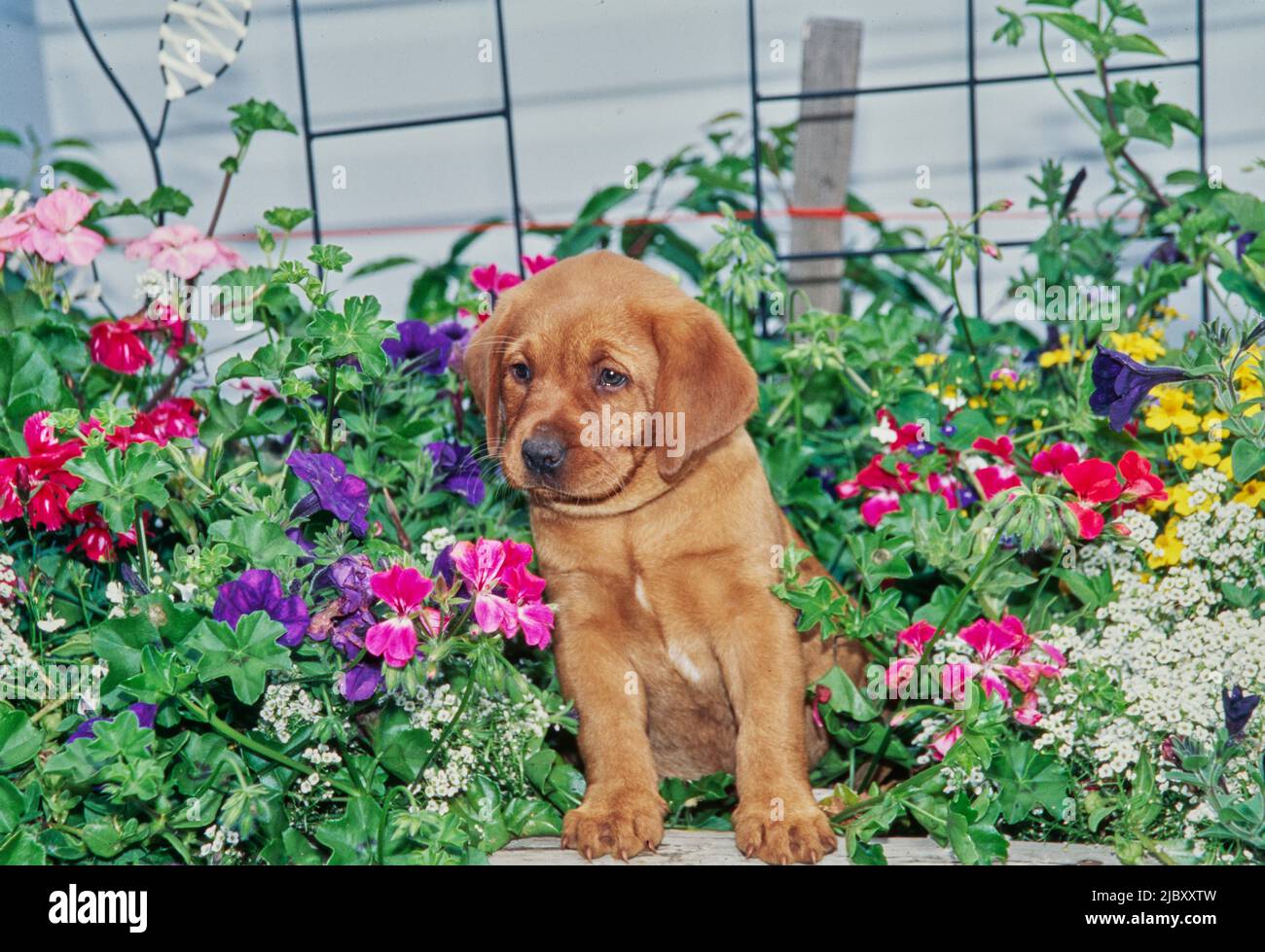 Red lab puppy in front of flowers Stock Photo - Alamy