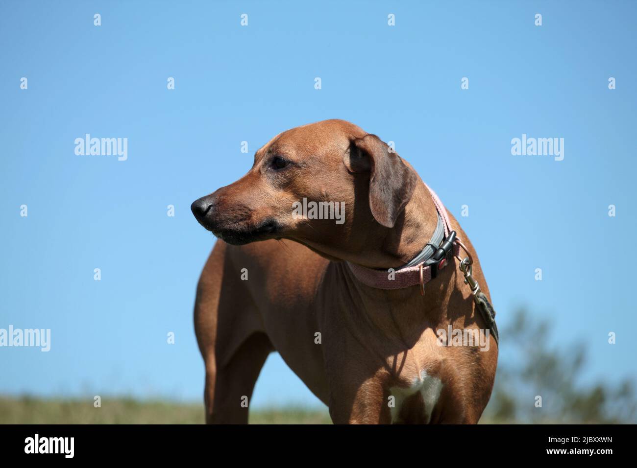 Rhodesian ridgeback nose hi-res stock photography and images - Alamy