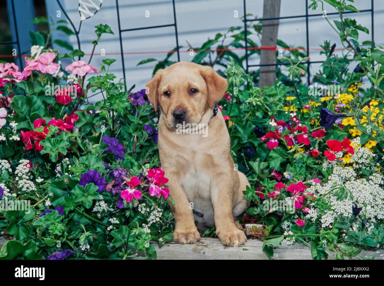 Yellow lab puppy in front of flowers Stock Photo - Alamy