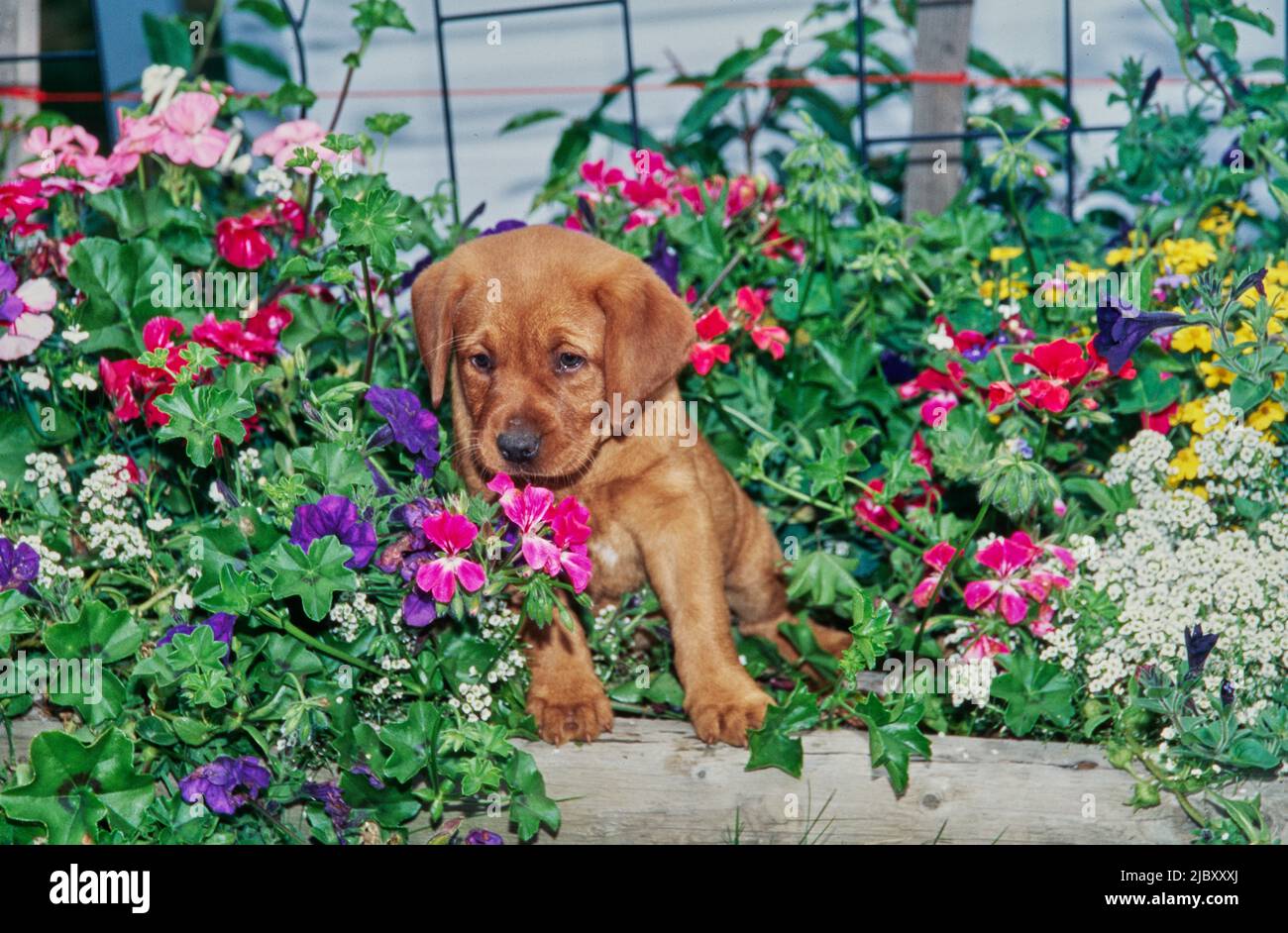 Red lab puppy in front of flowers Stock Photo - Alamy
