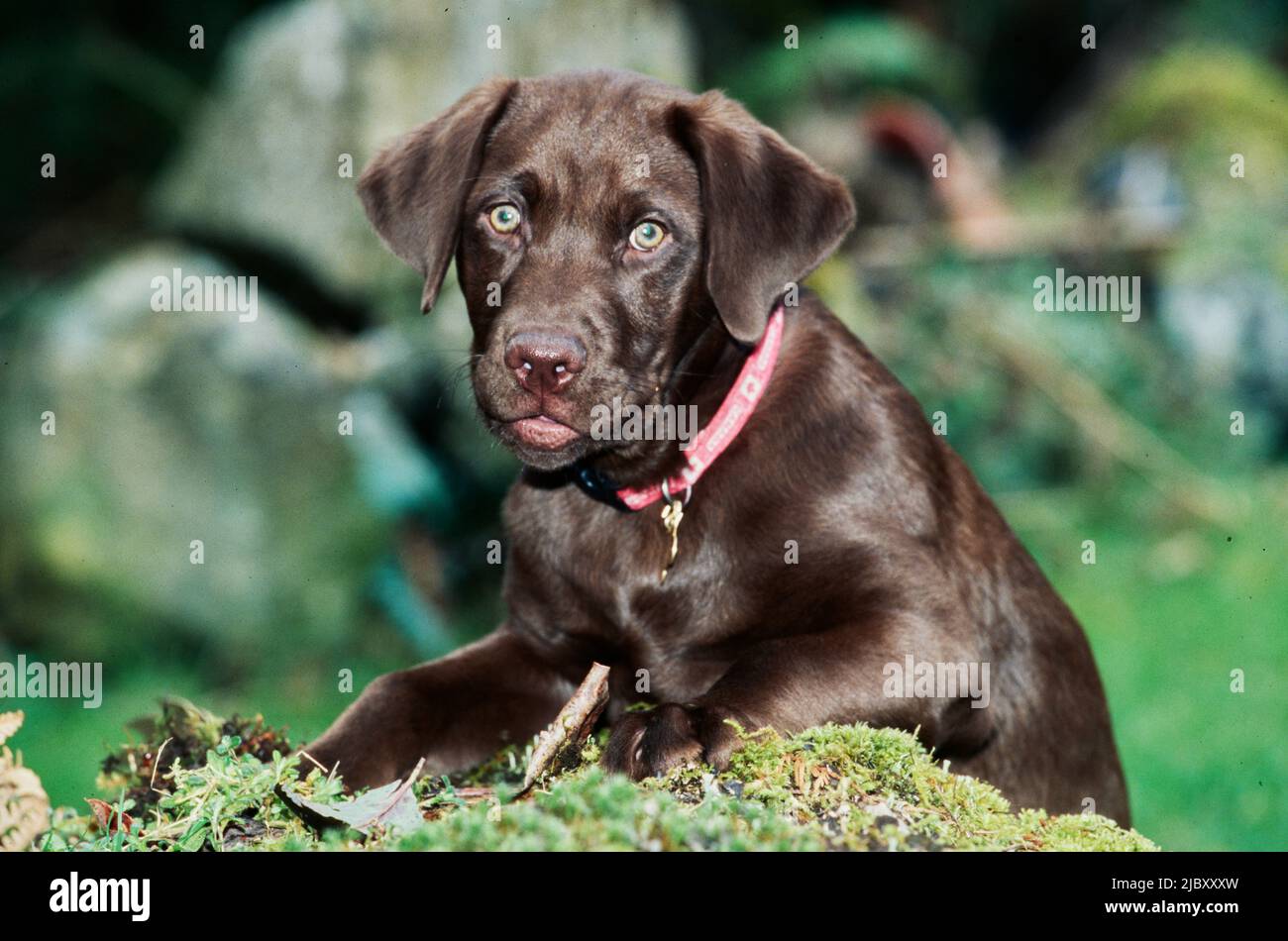 Young chocolate lab on mossy surface outside Stock Photo - Alamy